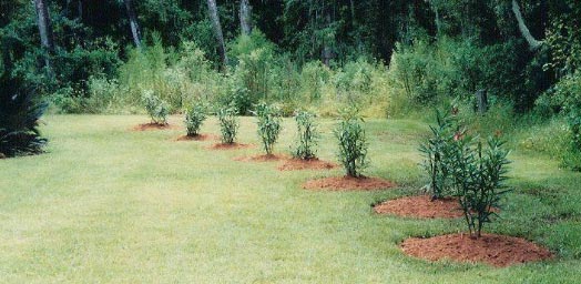 Tree & Shrub Care Services - Graham Landscape - Brandon | Lithia ...